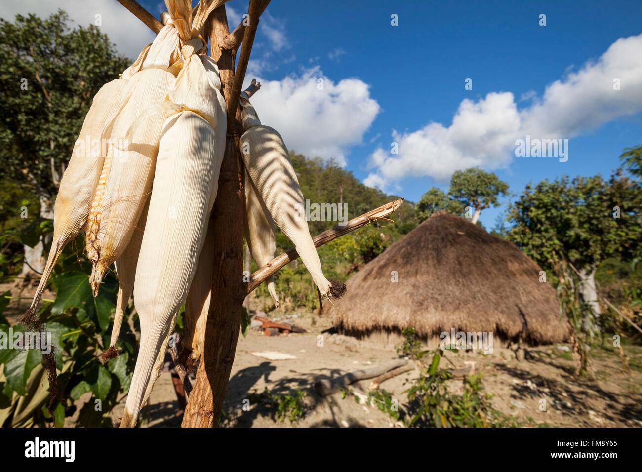Indonesia, East Nusa Tenggara, West Timor, South Central Timor Regency ...