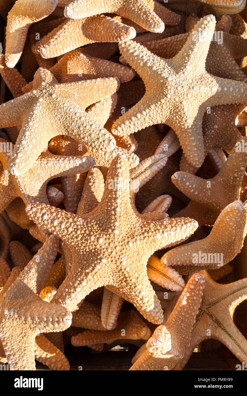 Dried starfish on display Stock Photo - Alamy