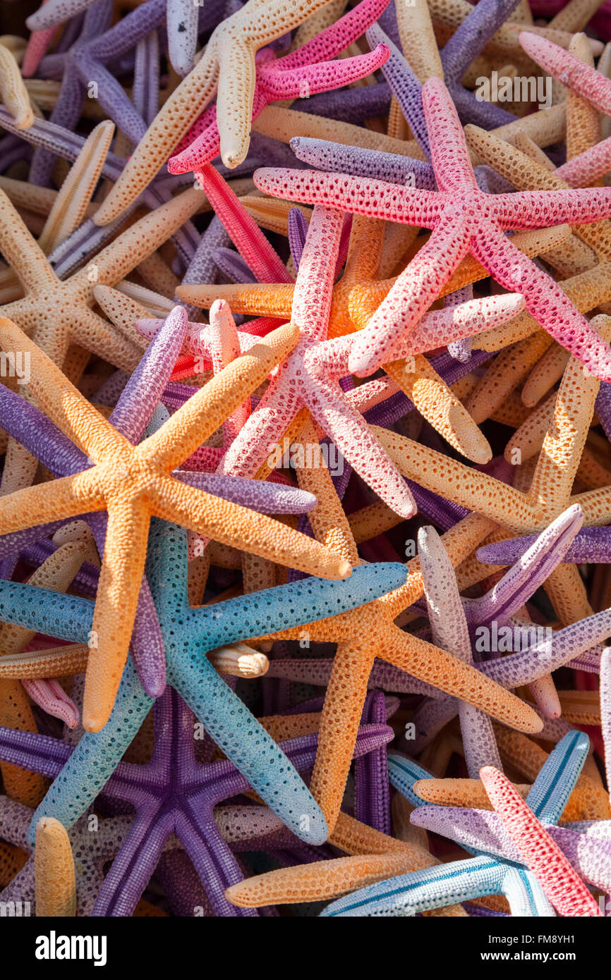 Dried starfish on display Stock Photo - Alamy