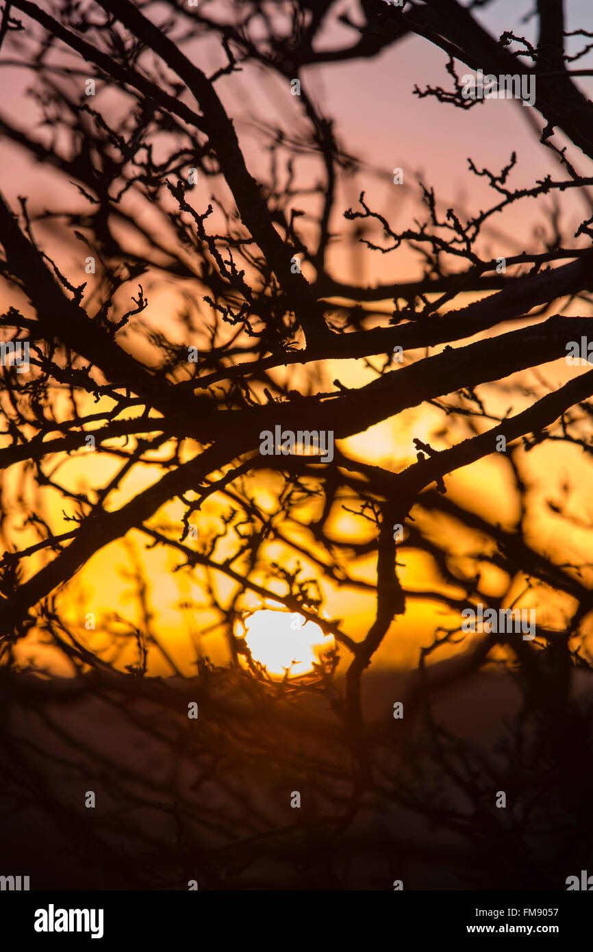 Sunset seen through a large leafless hedgerow bush of brambles and ...