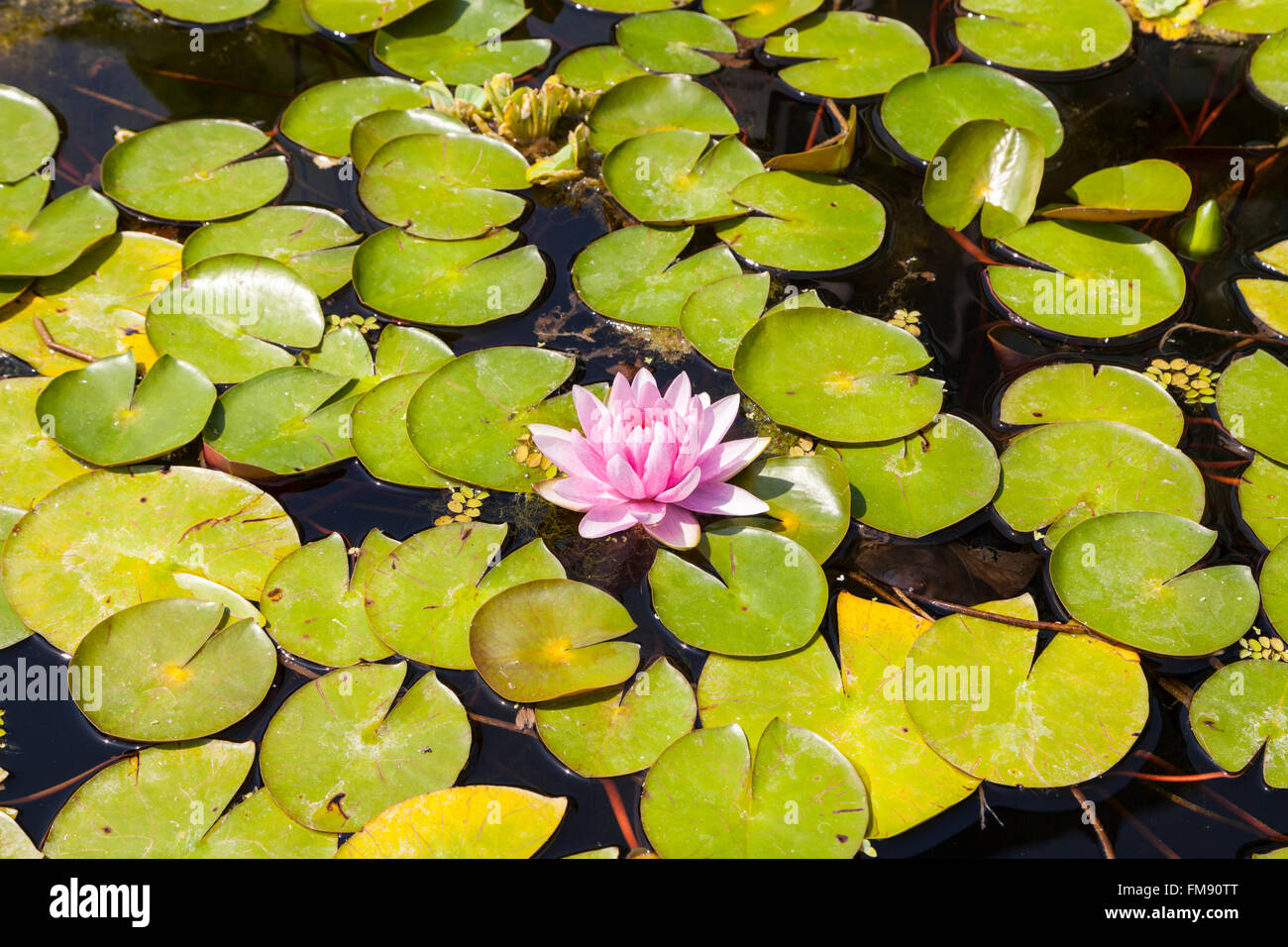 Pink water lily (Nymphaea) floating in pond Stock Photo - Alamy