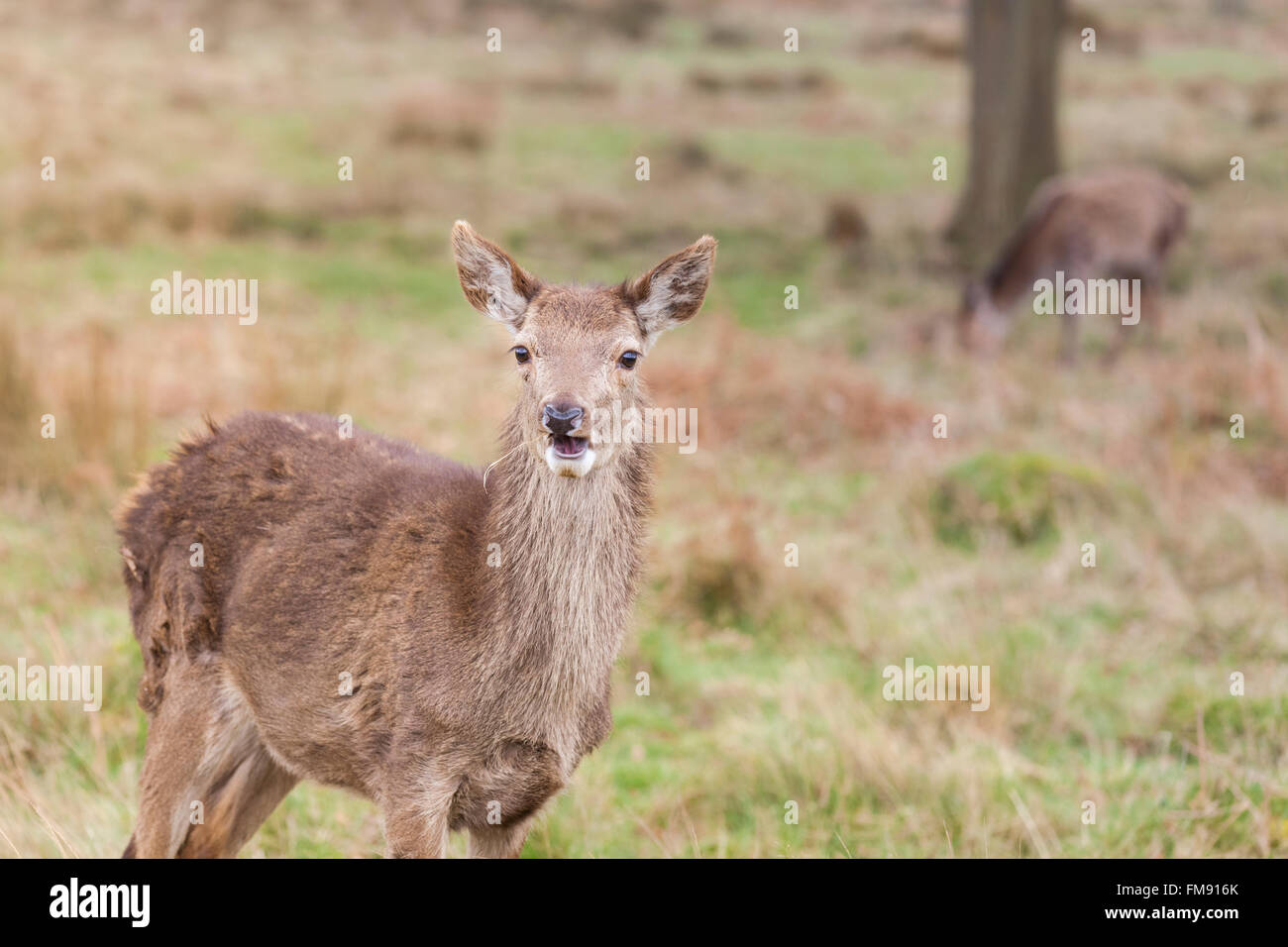 Female hind doe hi-res stock photography and images - Alamy