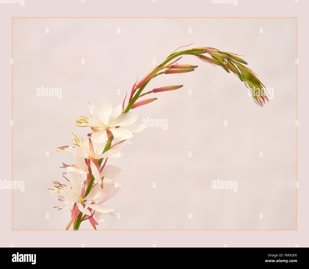 Gaura lindheimeri the bride hi-res stock photography and images - Alamy