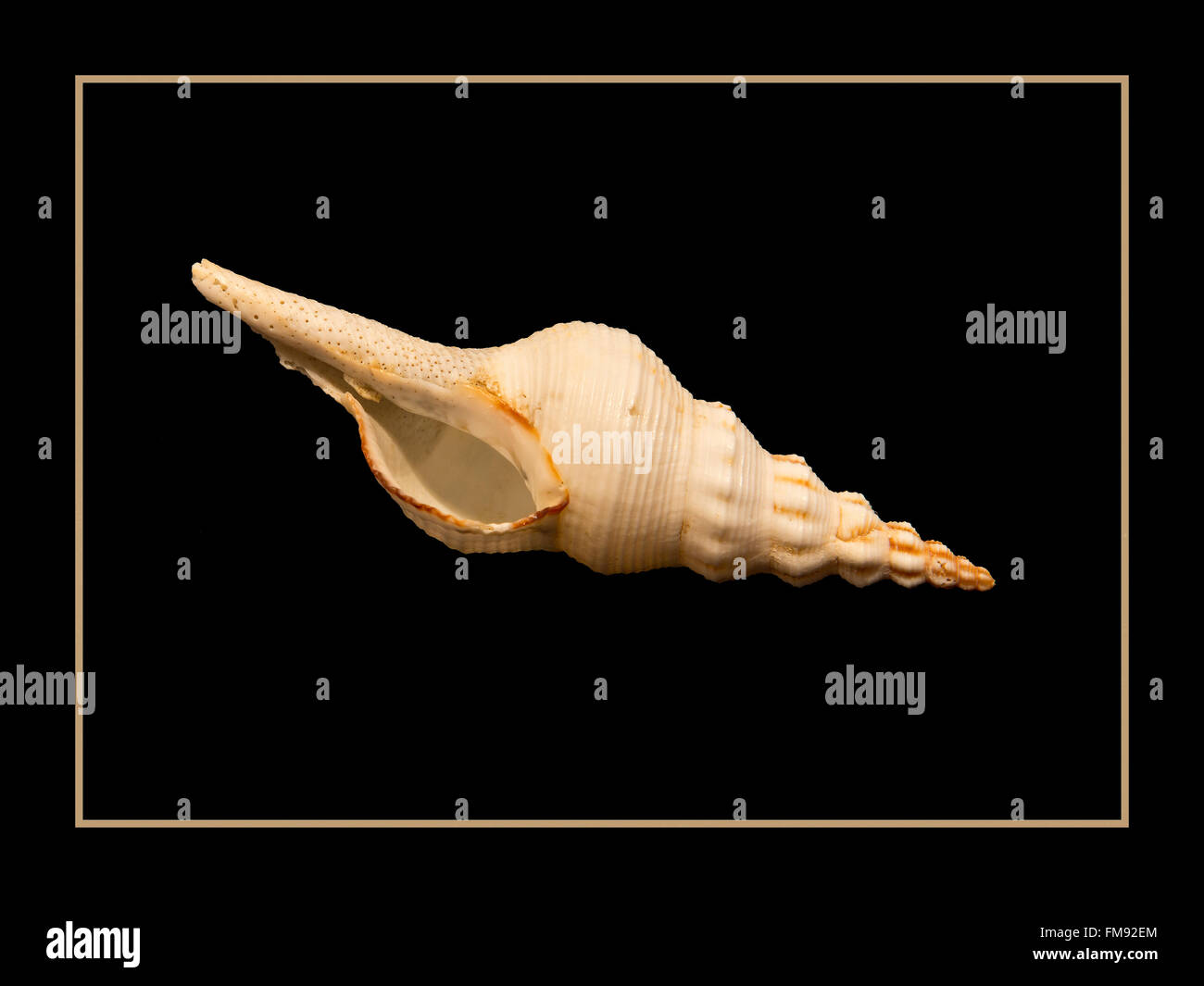 Conch sea shell hi-res stock photography and images - Alamy