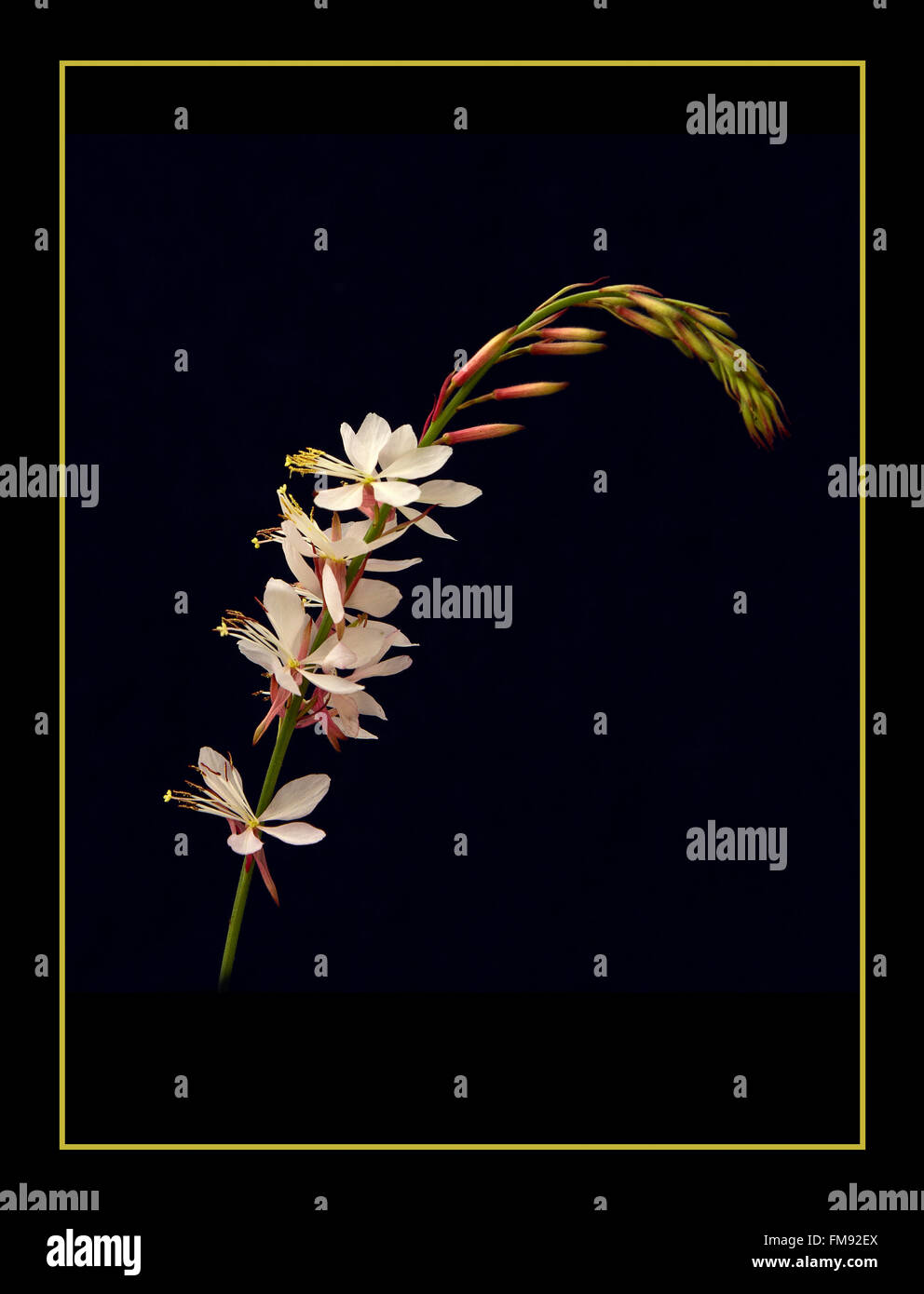 Gaura lindheimeri the bride hi-res stock photography and images - Alamy