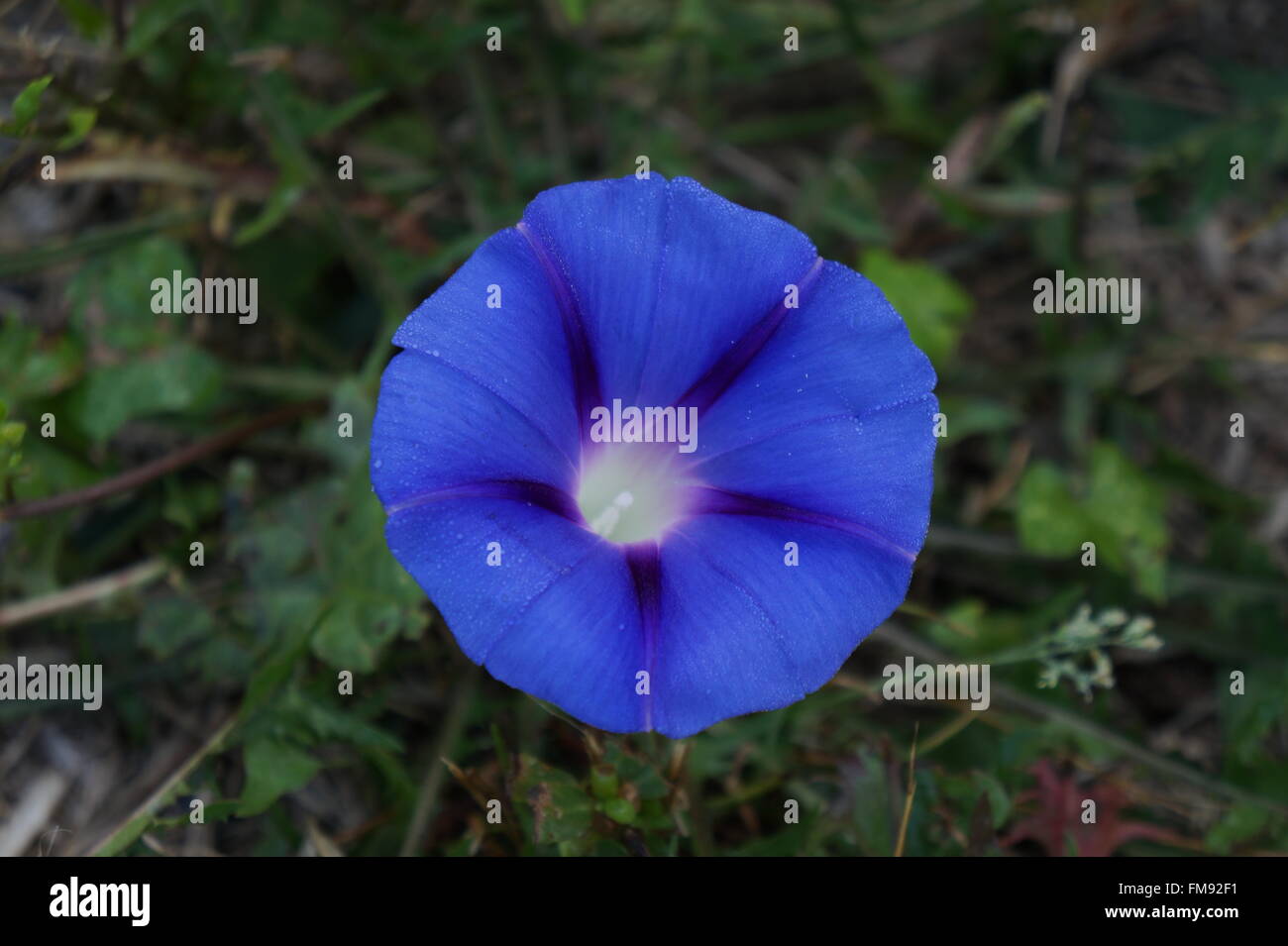A blue flower Stock Photo - Alamy