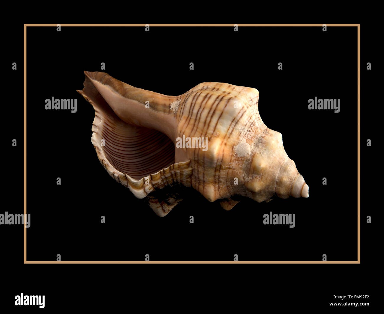 Conch Home High Resolution Stock Photography and Images - Alamy