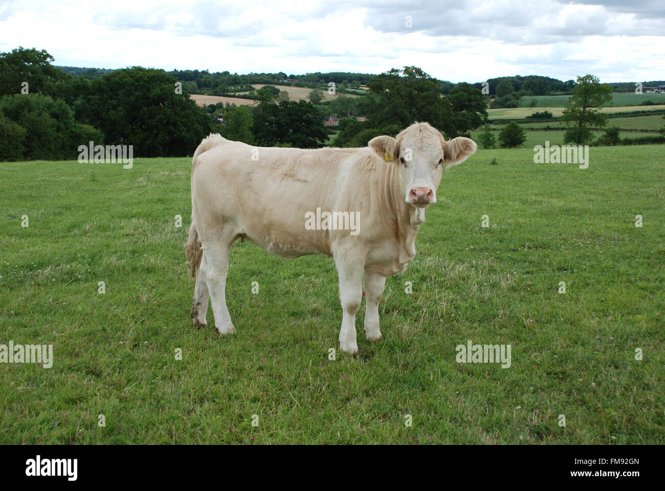 Light brown cow hi-res stock photography and images - Alamy