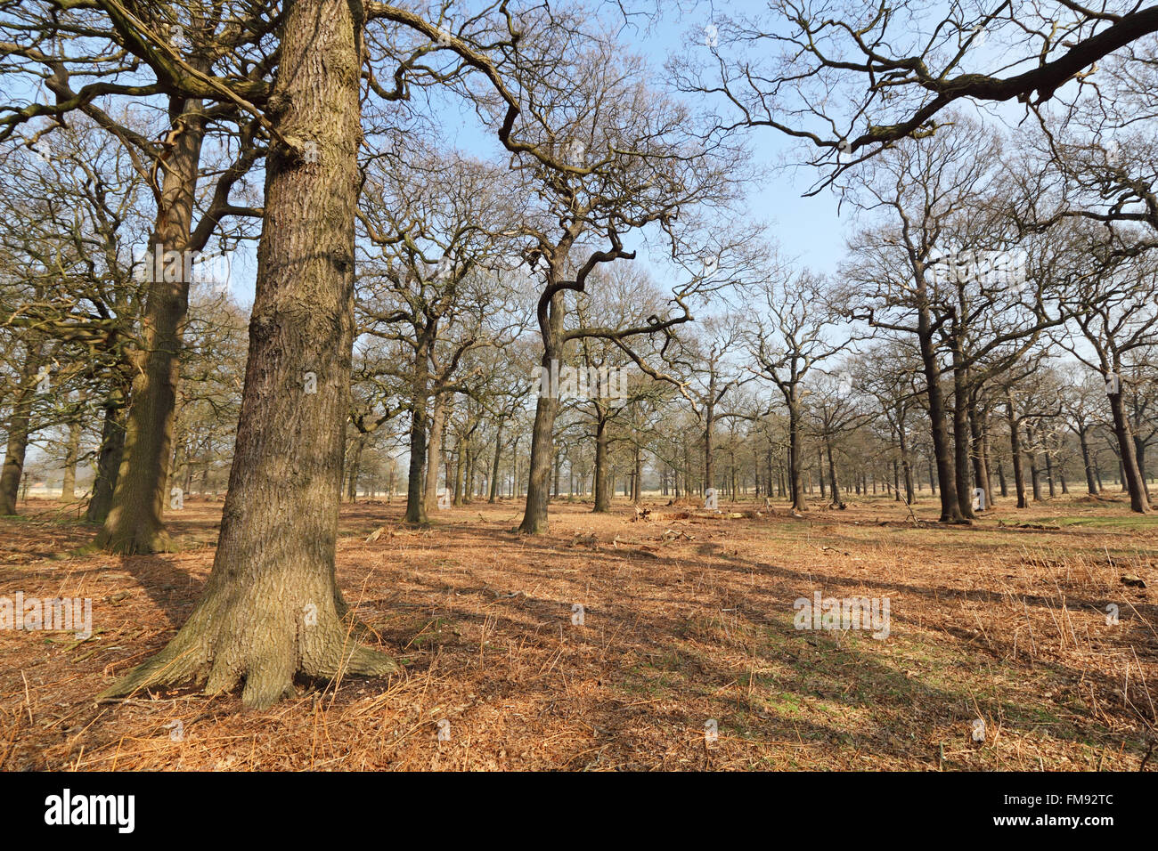 Richmond Park, London, UK. 11th March 2016. Mature oak trees in ...