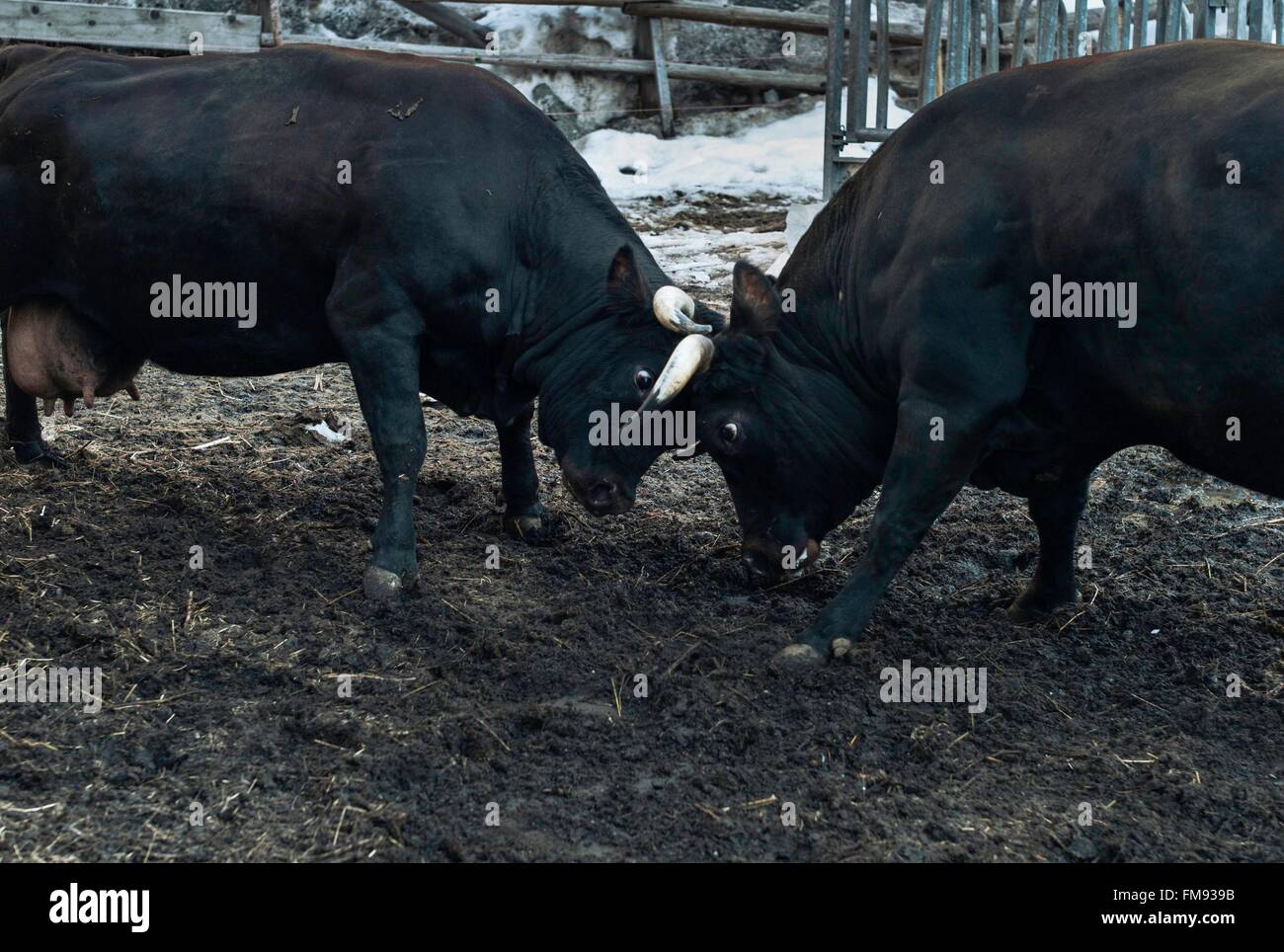 Swiss, Wallis, Herens valley, Evolene, Marius Pannatier, breeder of ...