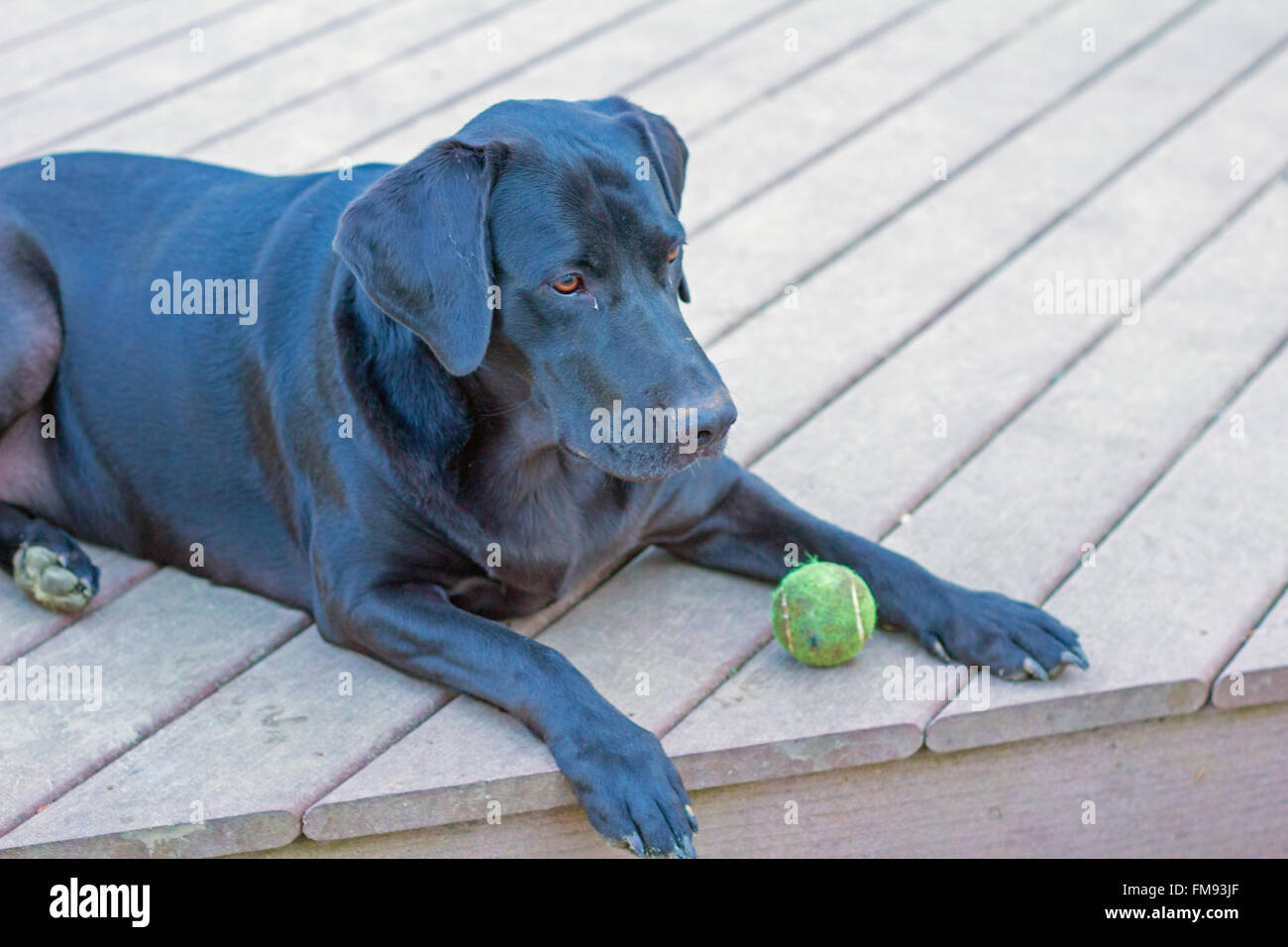 black lab with ball Stock Photo - Alamy