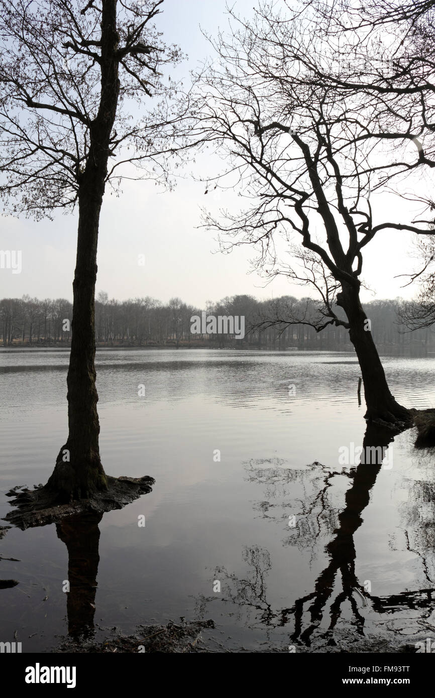 Richmond Park, London, UK. 11th March 2016. Reflected trees in the calm waters of the Pen Ponds ...