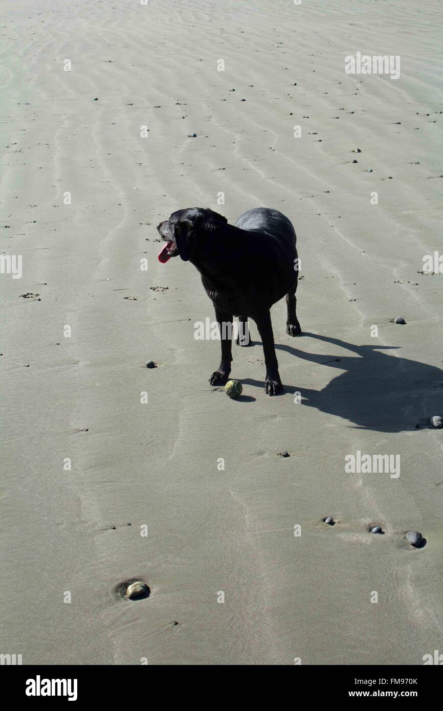 Black lab at beach hi-res stock photography and images - Alamy