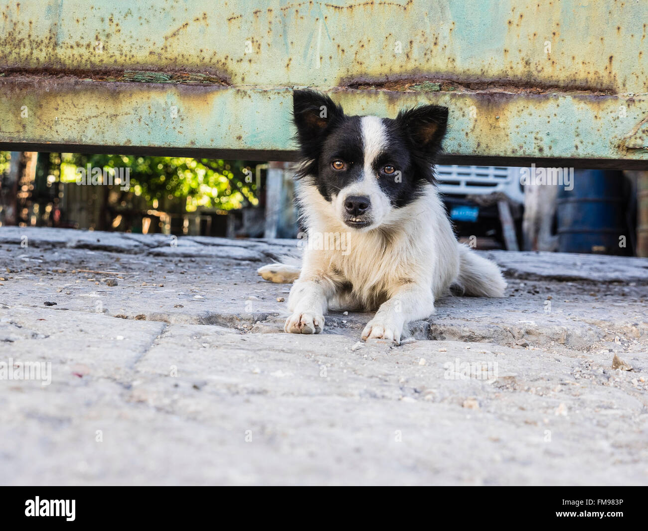 Cuban mascot hi-res stock photography and images - Alamy