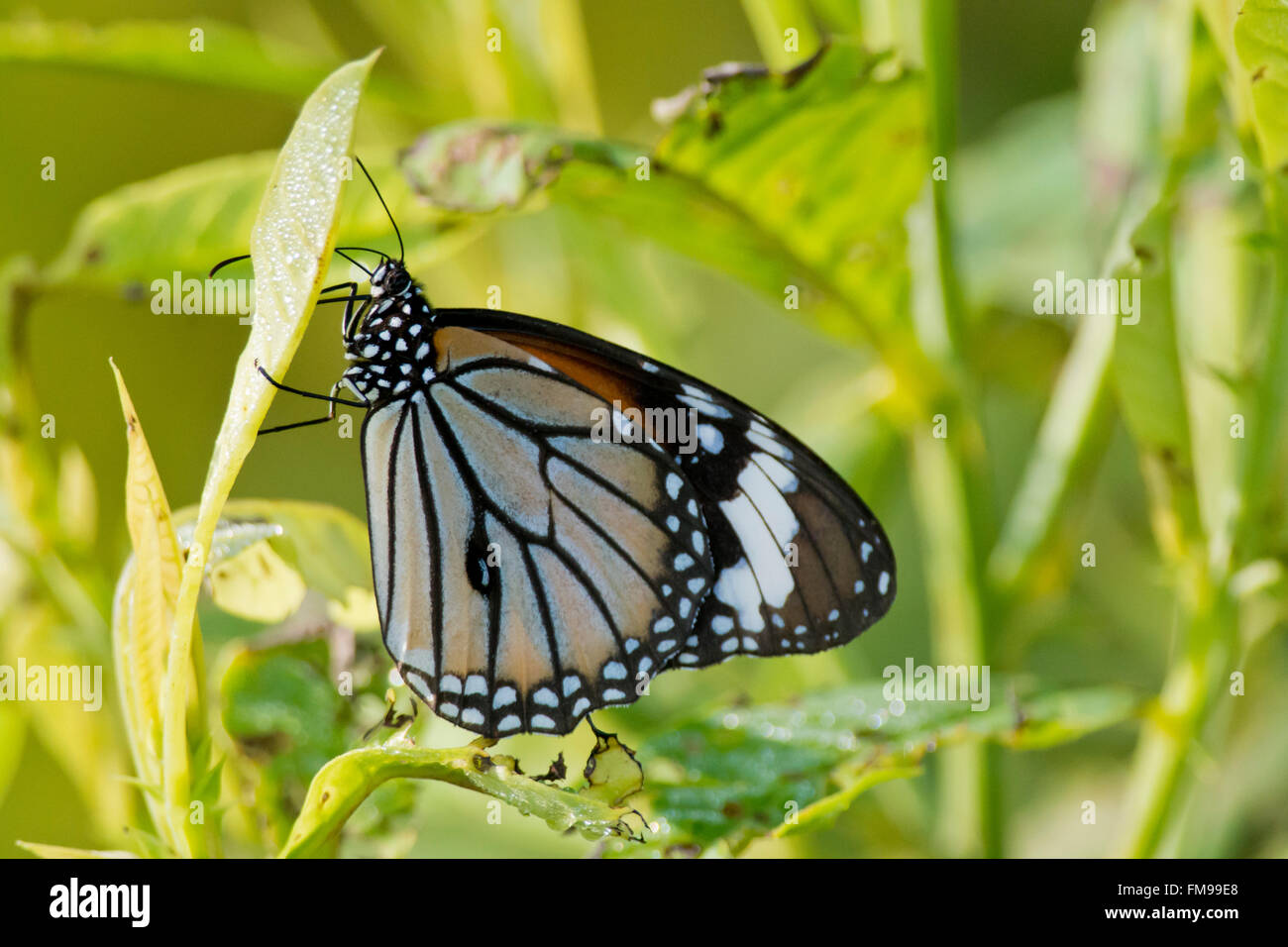 Common Tiger butterfly on a leaf in Kanha National Park, India ...