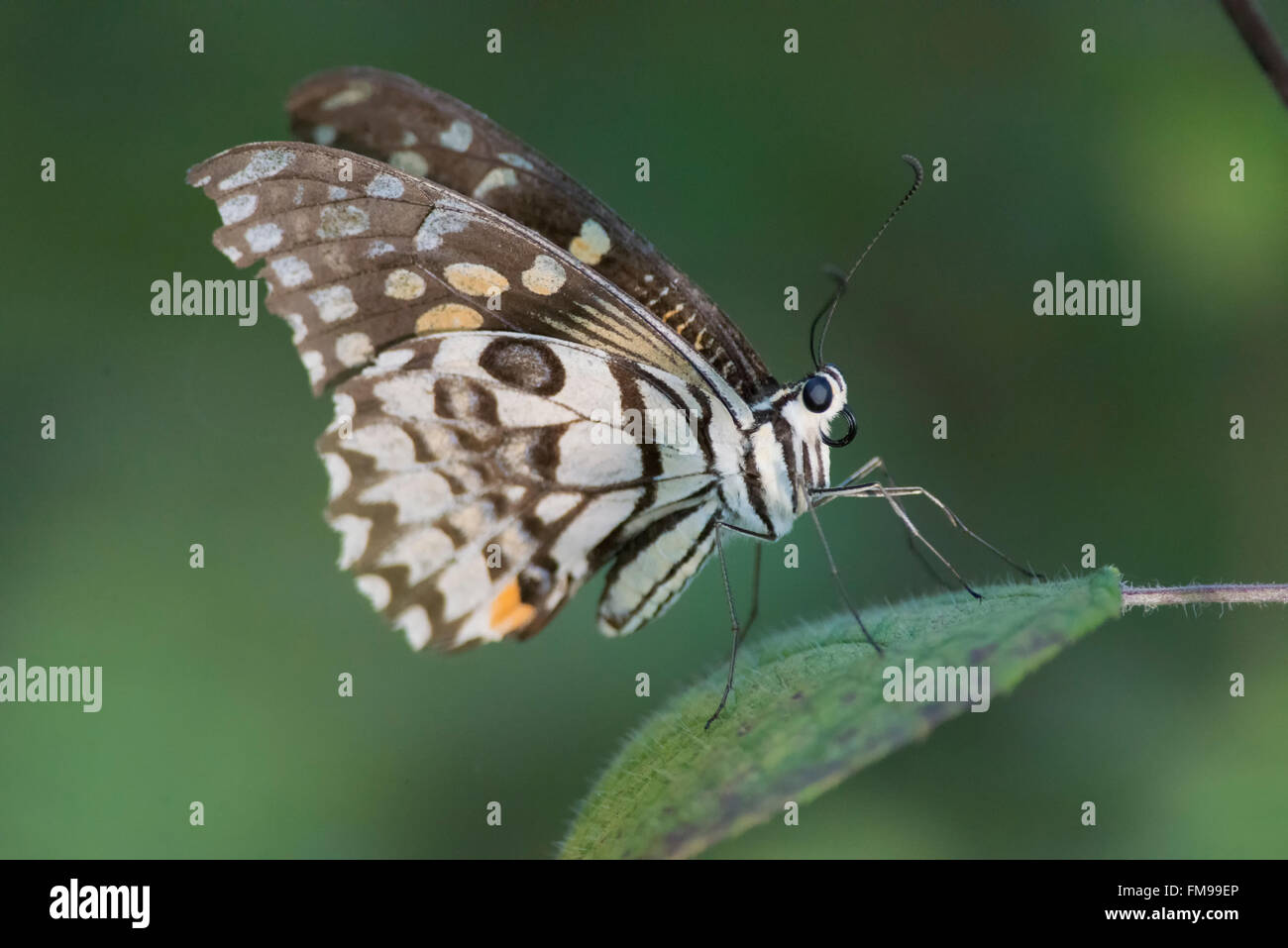 India most beautiful butterfly hi-res stock photography and images - Alamy