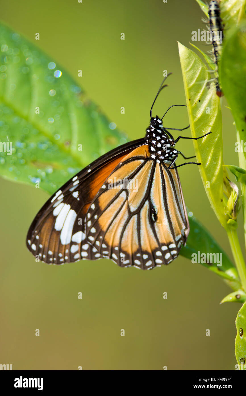 Common tiger butterfly danaus genutia hi-res stock photography and ...