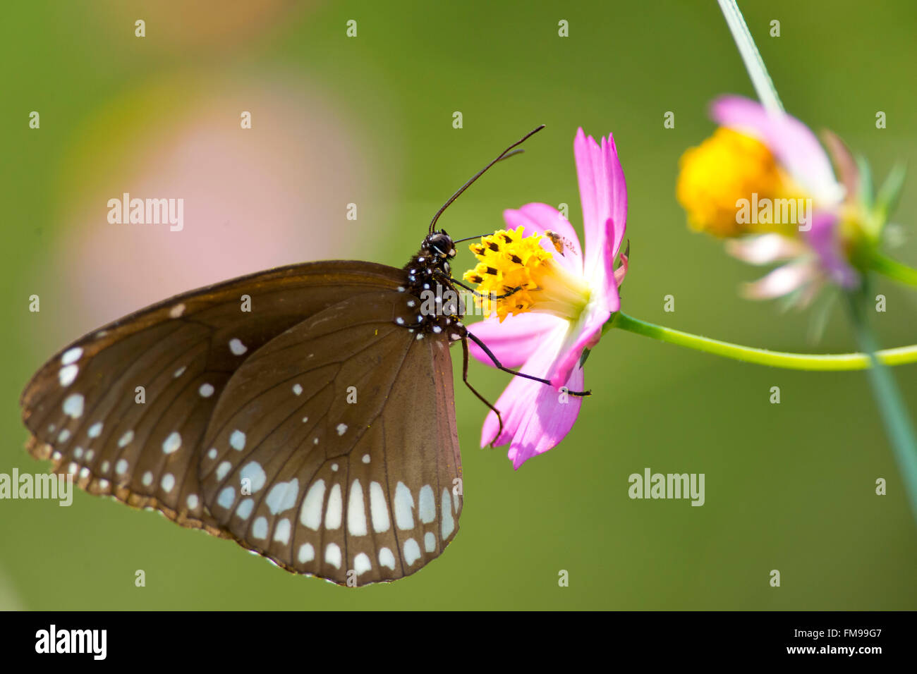 Common Crow Butterfly on a flower in Kanha National Park, India, also ...