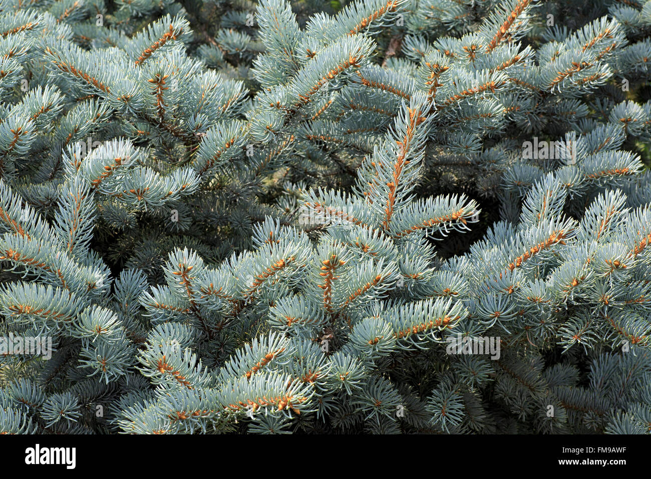 Blue spruce the scientific name Picea pungens Stock Photo - Alamy