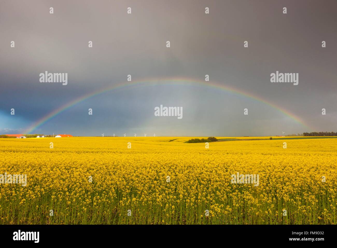 Denmark, Jutland, Aabybro, farm, rainbow and rapeseed field, springtime ...