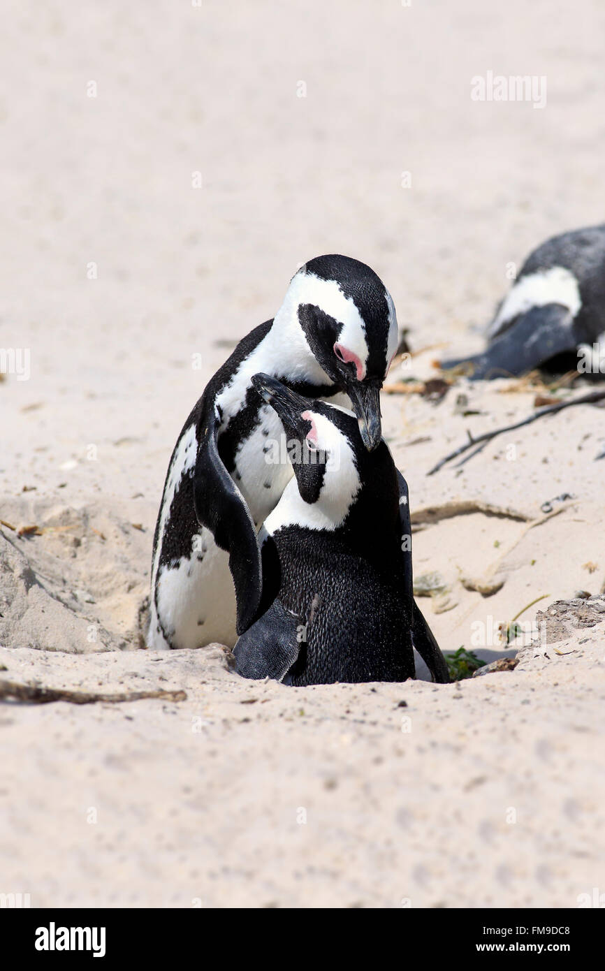 Jackass Penguin, couple at nesting hole, Boulders, Simon's Town ...