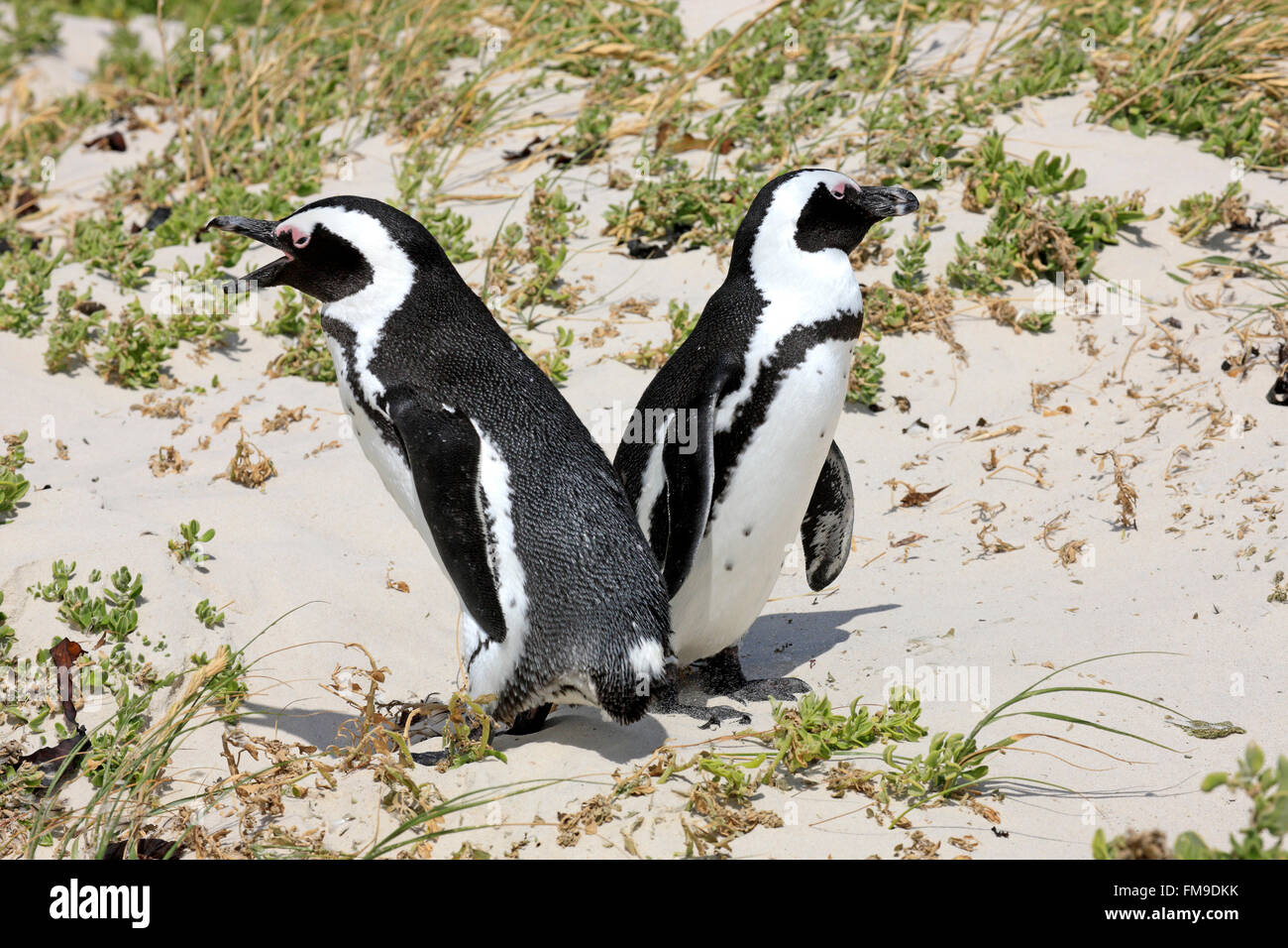 Jackass Penguin, couple at breeding place, Boulders, Simon's Town ...