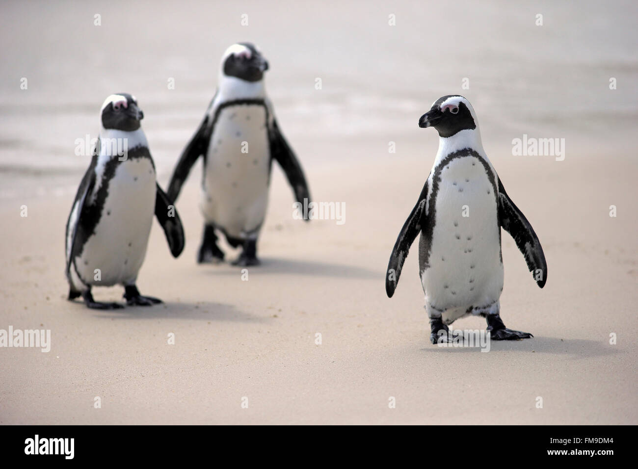 Jackass Penguin, group at beach, Boulders, Simon's Town, Western Cape ...