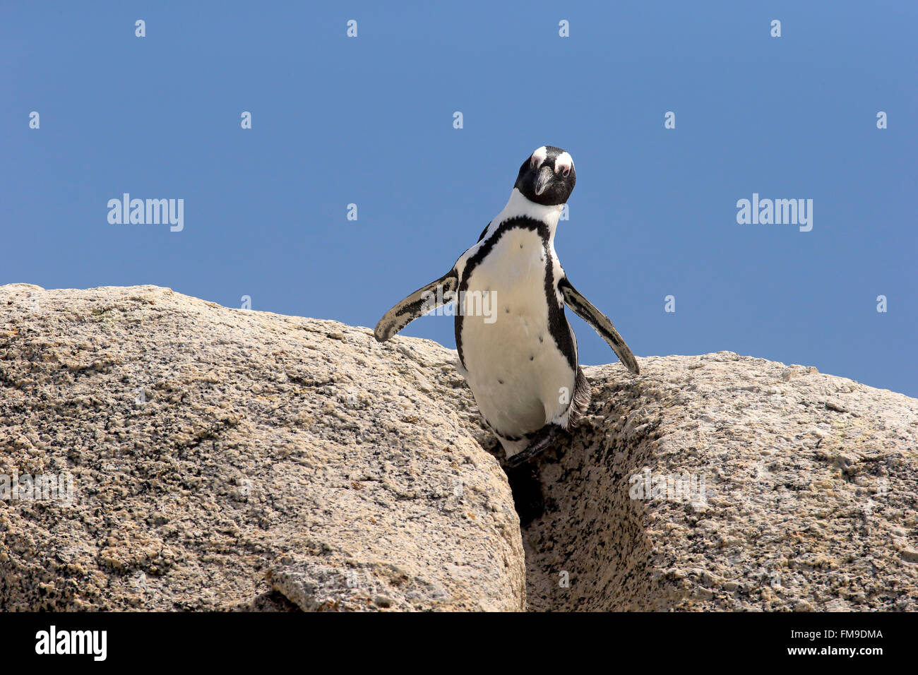 Jackass Penguin, adult on rock, Boulders, Simon's Town, Western Cape ...