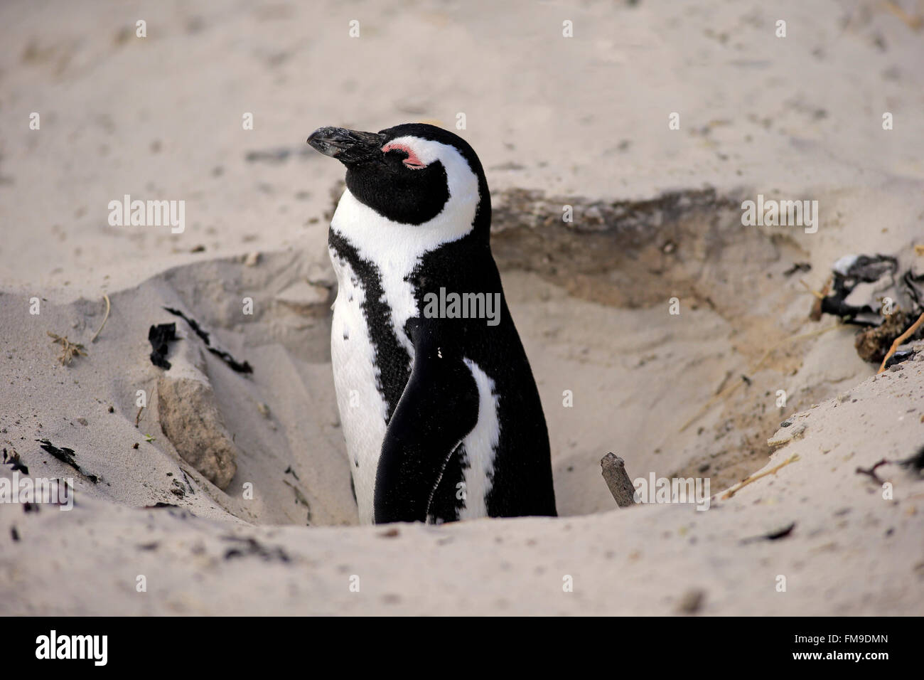 Relaxed penguins hi-res stock photography and images - Alamy