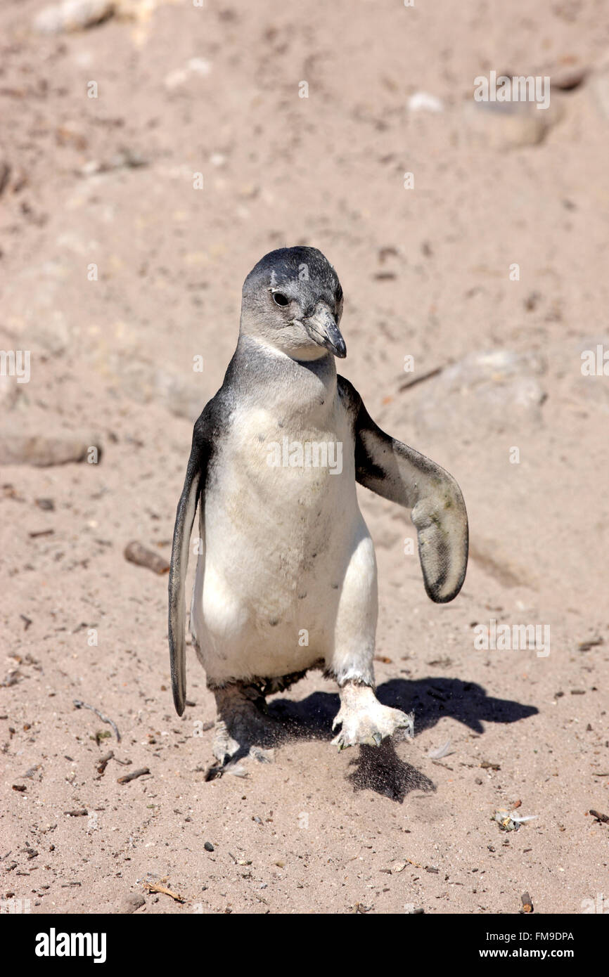 Jackass Penguin, young walking, Betty's Bay, Western Cape, South Africa ...