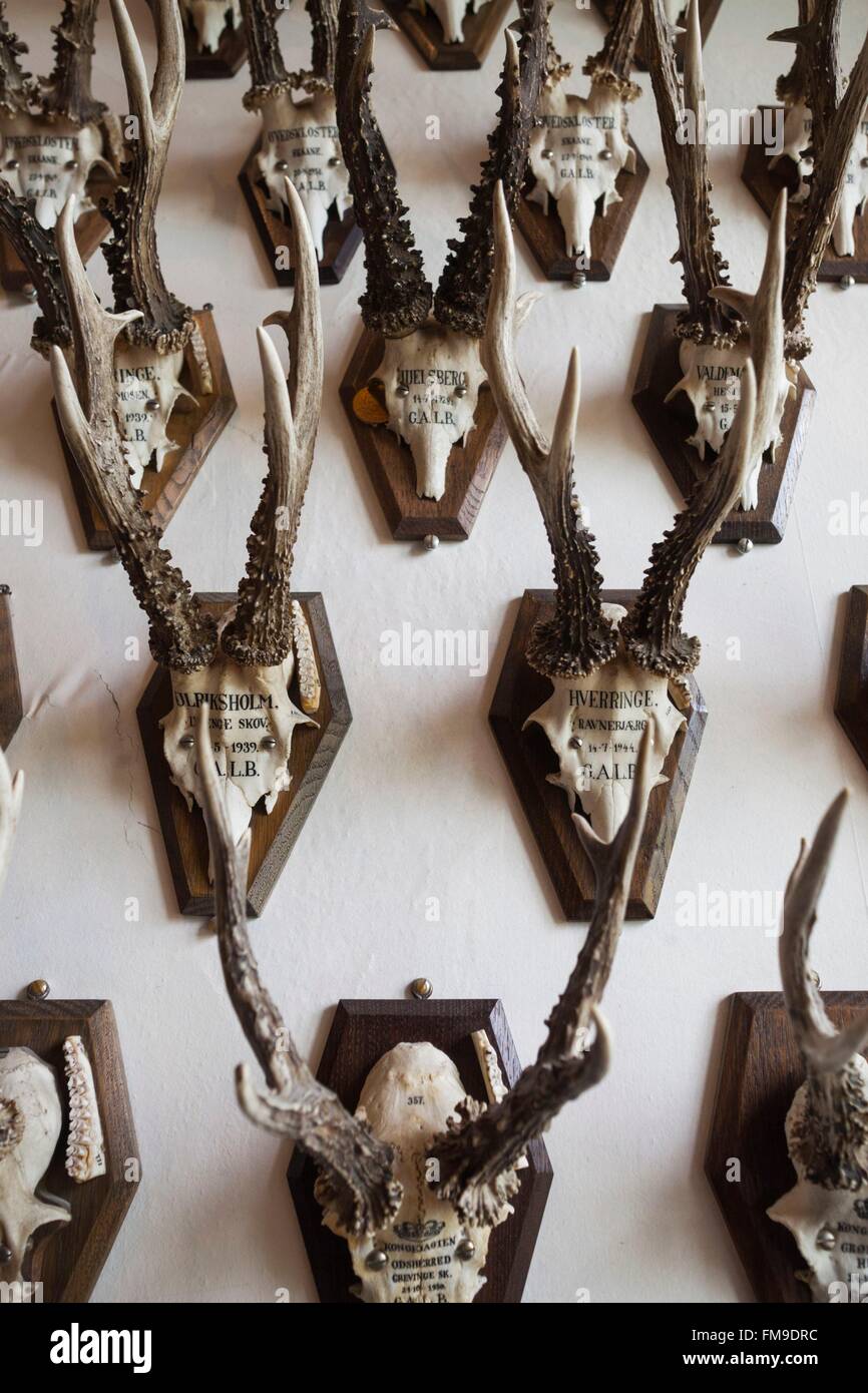 Animal Hunting Trophies High Resolution Stock Photography and Images ...