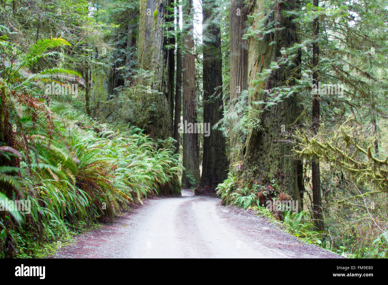 road through the redwoods Stock Photo - Alamy