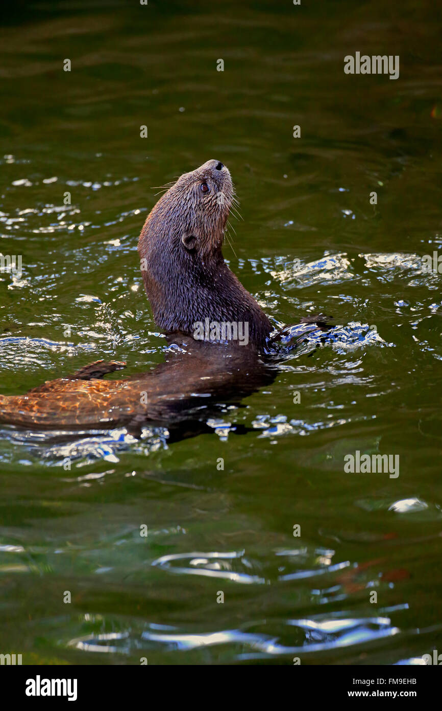 Spotted Necked Otter, Eastern Cape, South Africa, Africa / (Lutra ...