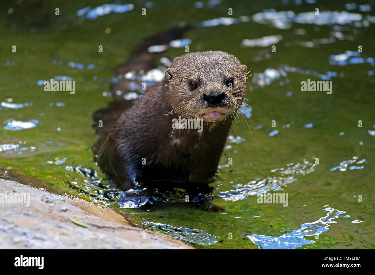 Spotted necked otter hi-res stock photography and images - Alamy