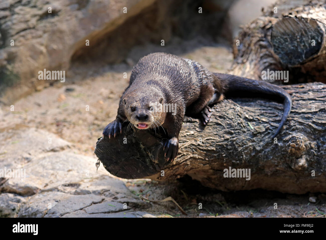 Spotted Necked Otter, Eastern Cape, South Africa, Africa / (Lutra ...