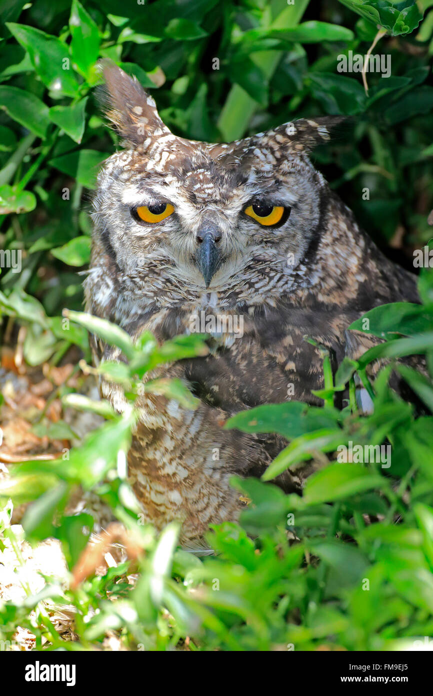 Spotted Eagle Owl, Western Cape, South Africa, Africa / (Bubo africanus ...