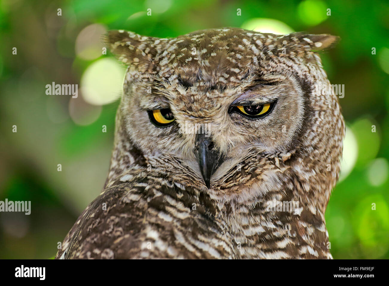 Spotted Eagle Owl, Western Cape, South Africa, Africa / (Bubo africanus ...