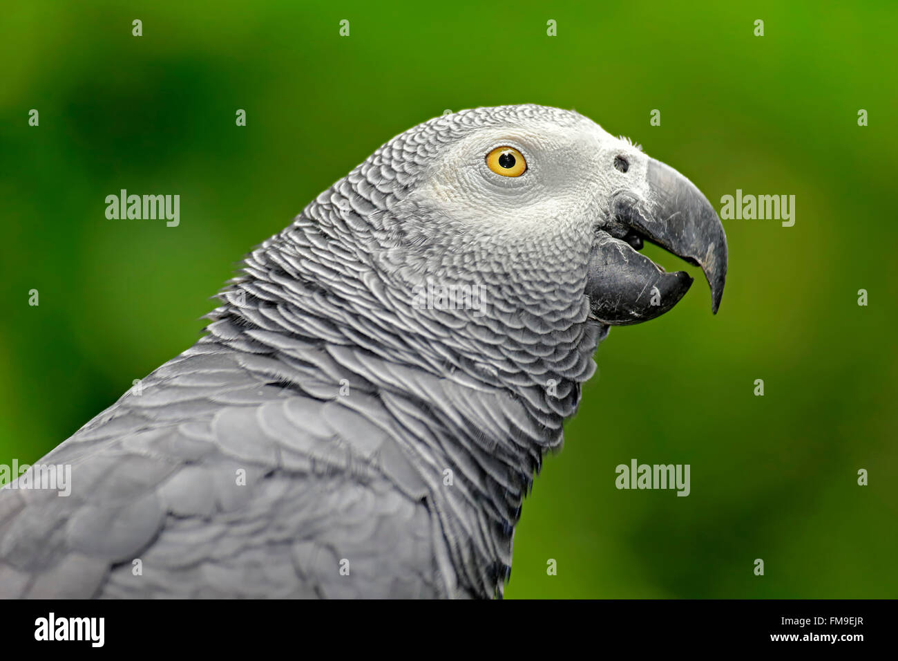Parrots from africa hi-res stock photography and images - Alamy