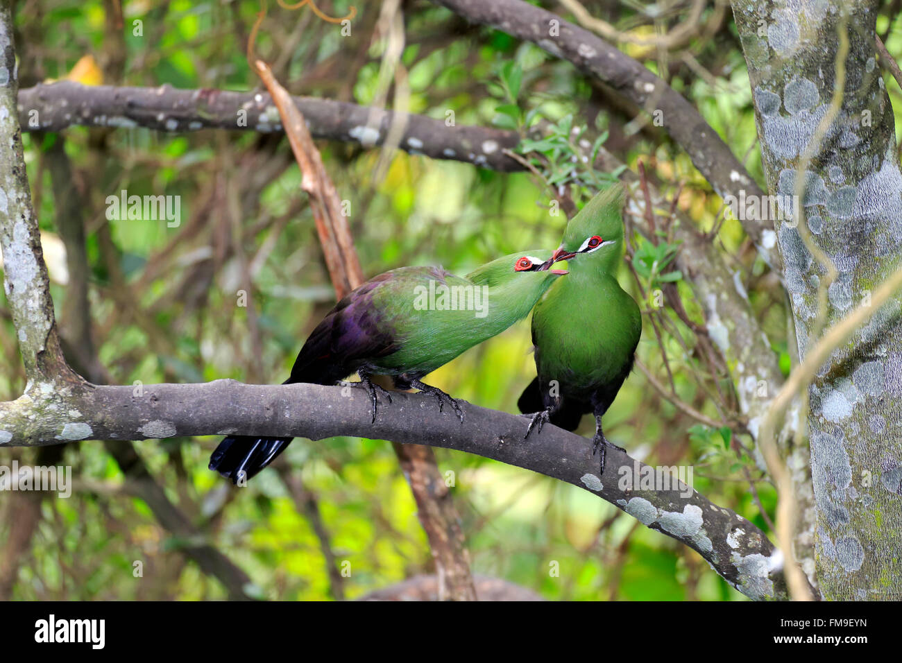 Guinea-Turako, couple courtship, Africa / (Tauraco persa Stock Photo ...