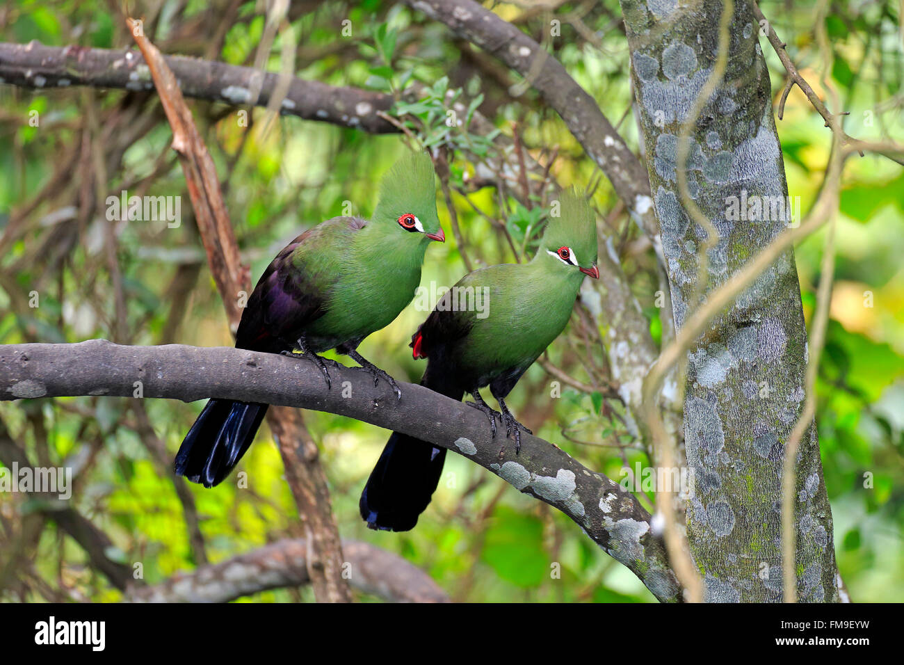 Guinea-Turako, couple, Africa / (Tauraco persa Stock Photo - Alamy