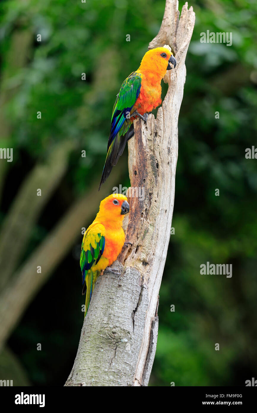 Yellow Headed Conures High Resolution Stock Photography and Images - Alamy