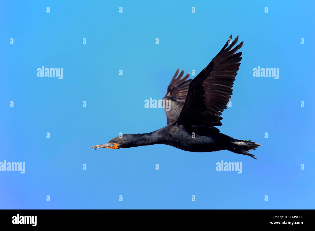 Cape Cormorant, Cape shag, Betty's Bay, Western Cape, South Africa ...