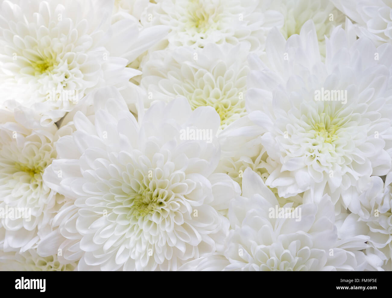 Close up bouquet of white chrysanthemum flowers Stock Photo - Alamy
