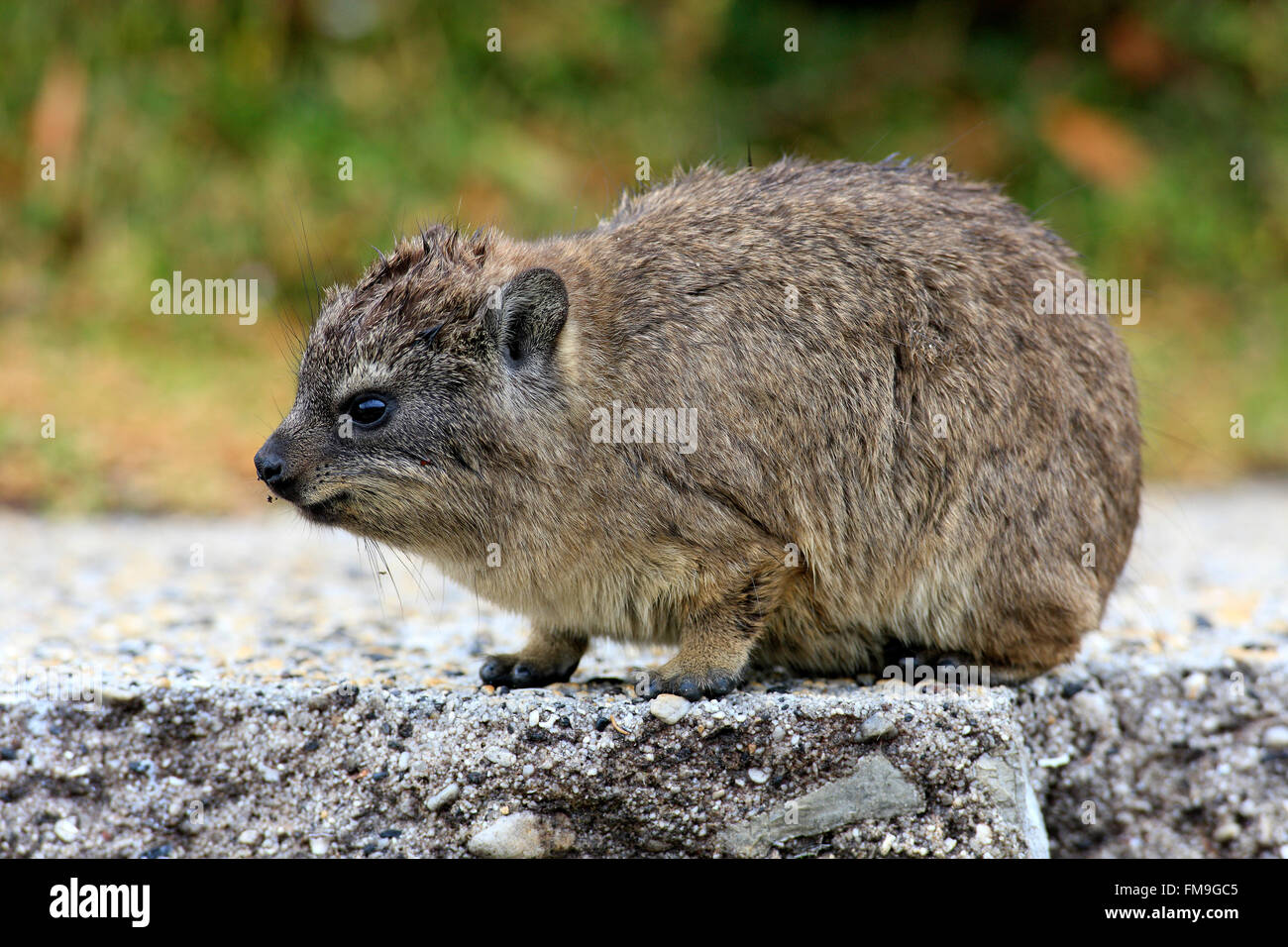 Africa rock hyraxes hi-res stock photography and images - Alamy