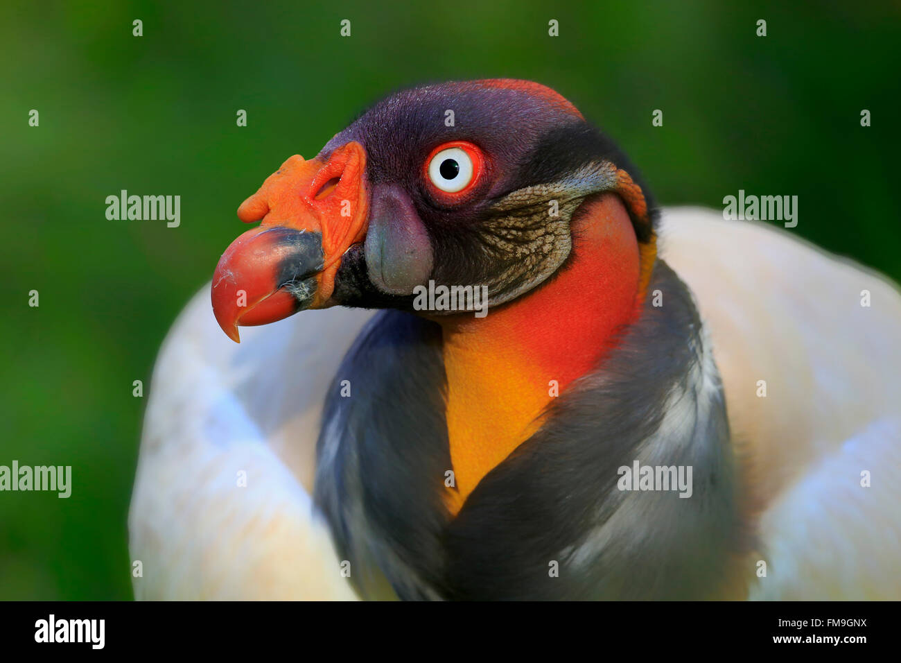 King Vulture, South America / (Sarcoramphus papa Stock Photo - Alamy
