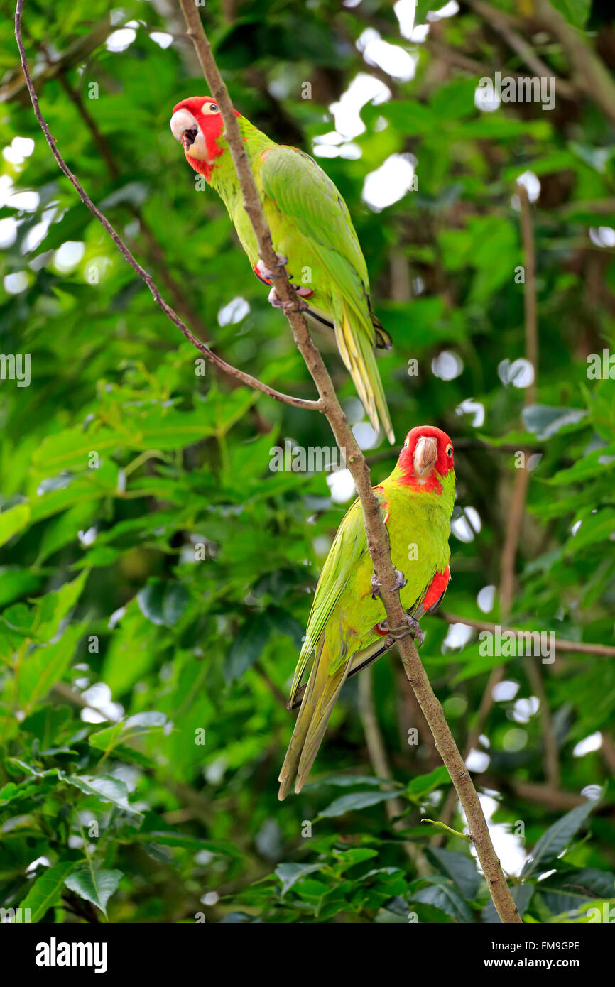 Scarlet-fronted parakeet, Scarlet-fronted conure, Wagler's conure ...