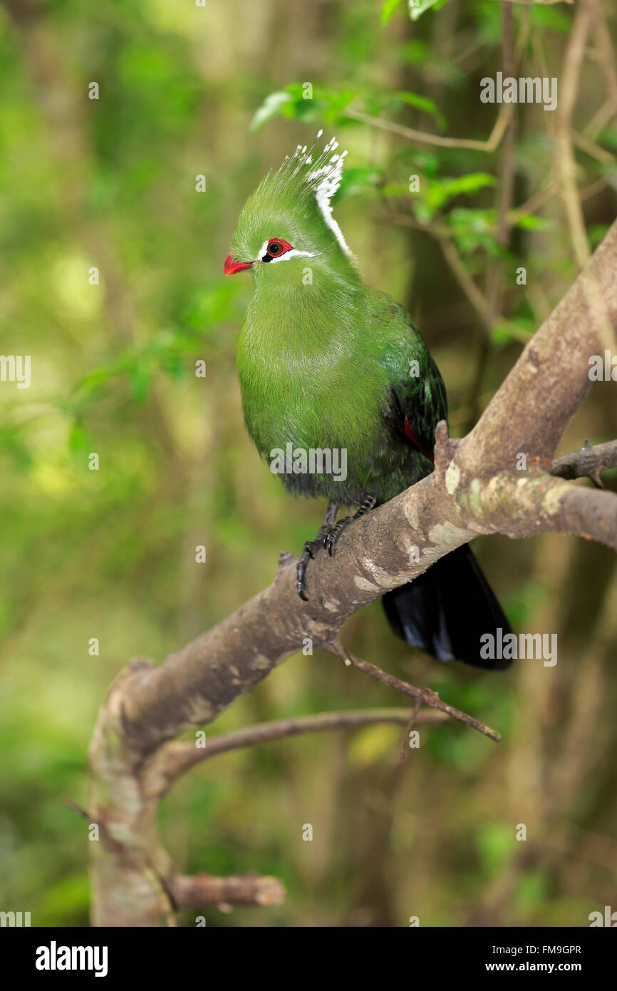 Livingstone’s turacos hi-res stock photography and images - Alamy