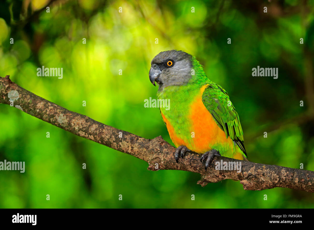 Senegal Parrot, Africa / (Poicephalus senegalus Stock Photo - Alamy