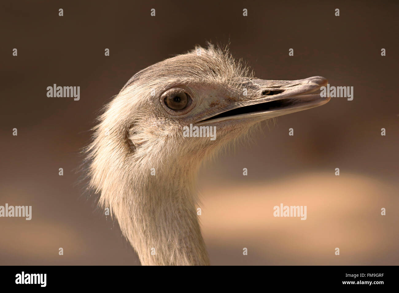 American Rhea, adult portrait, South America / (Rhea americana Stock ...