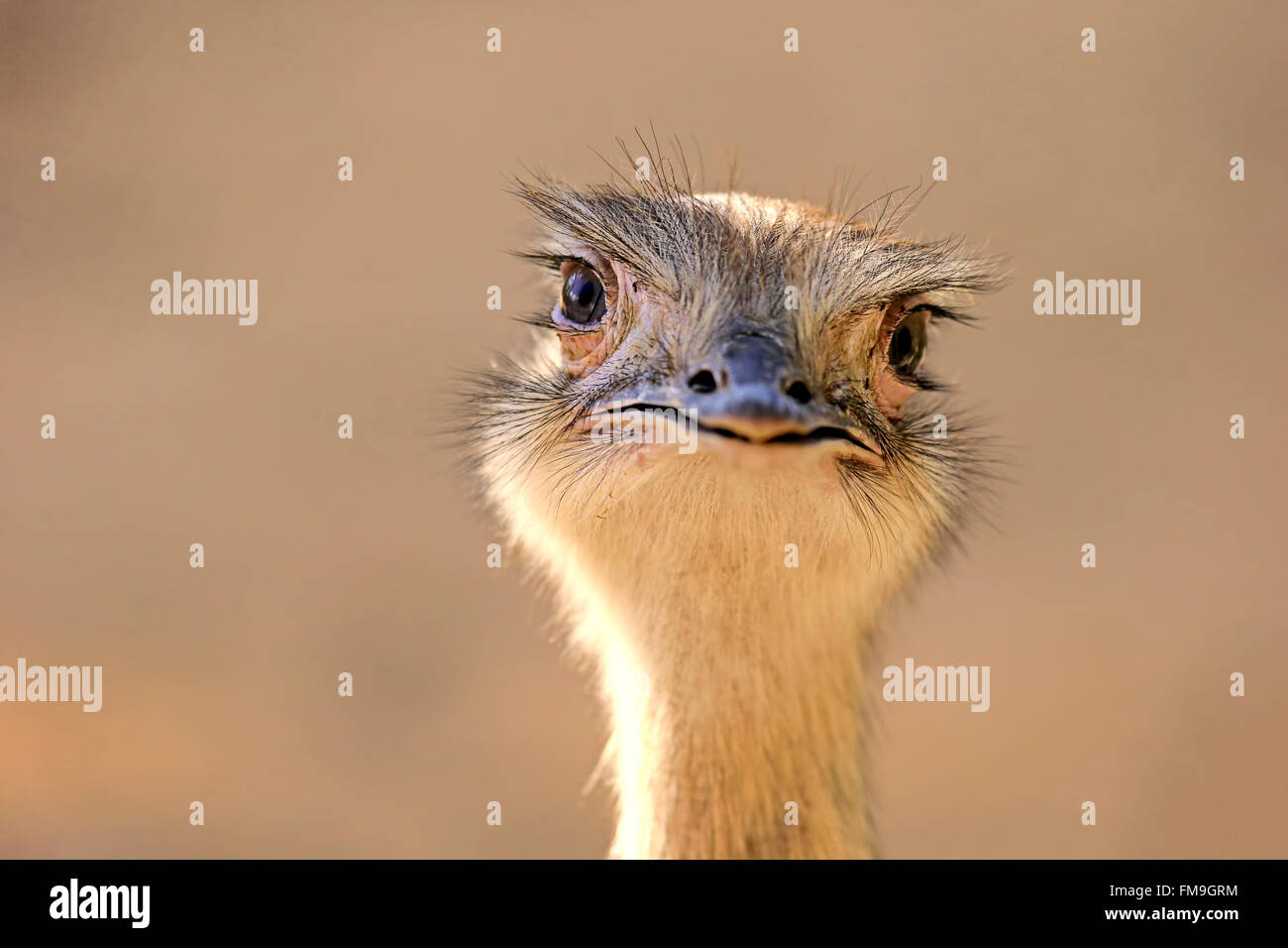 American Rhea, adult portrait, South America / (Rhea americana Stock ...
